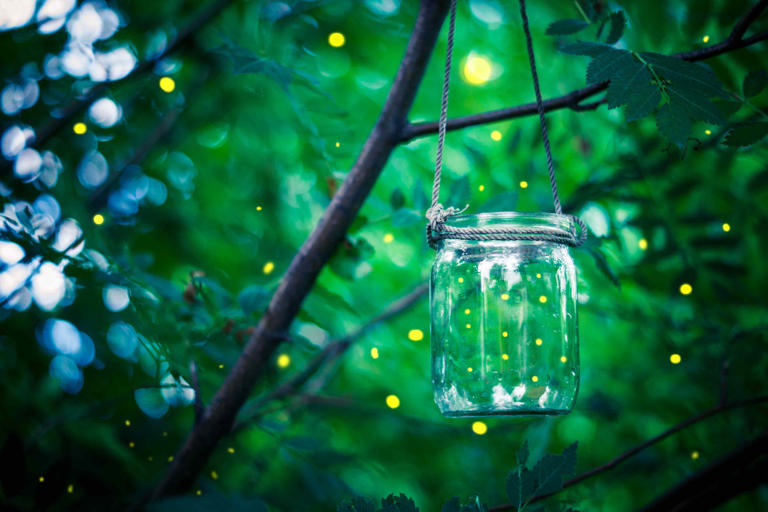How to attract fireflies to your garden for a more magical summer