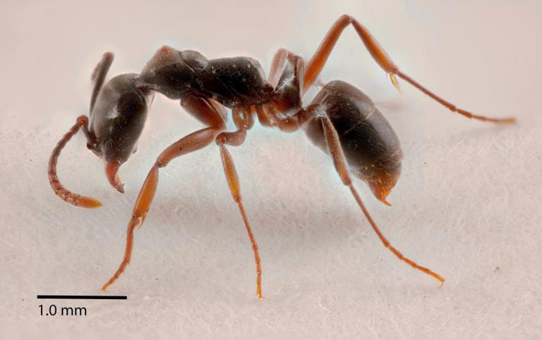 Species of stinging ant found in Louisiana