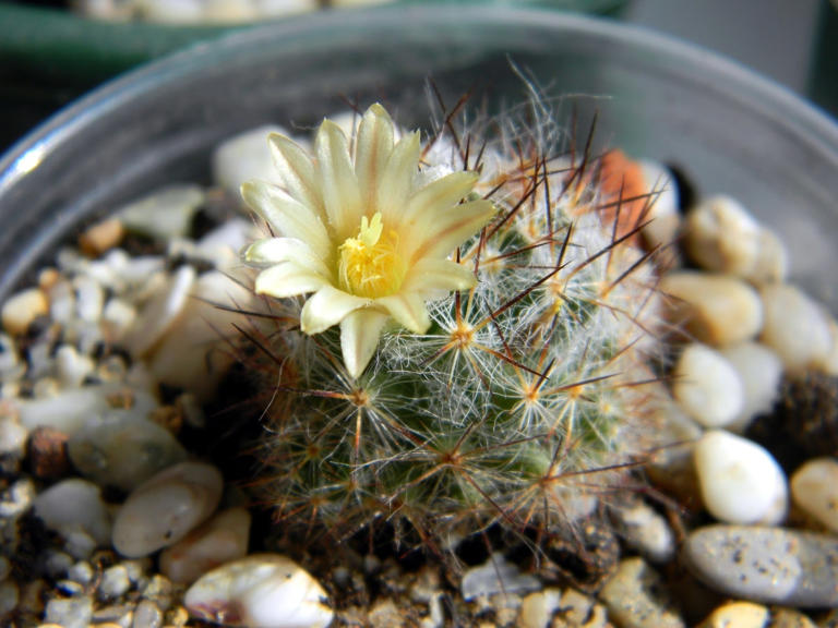 Guía completa para limpiar un cactus sin pincharse y mantenerlo saludable