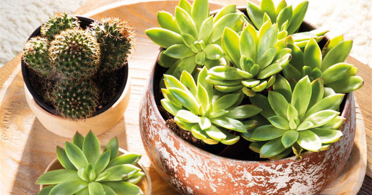 Guía completa para limpiar un cactus sin pincharse y mantenerlo saludable