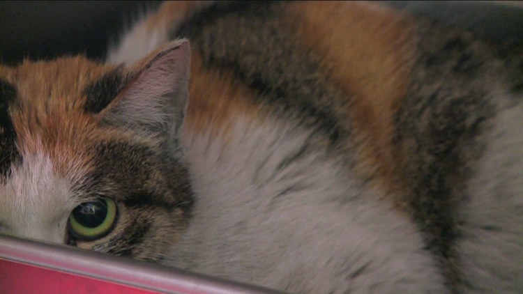 Cat who made way to U.S. in shipping container from China continues ...