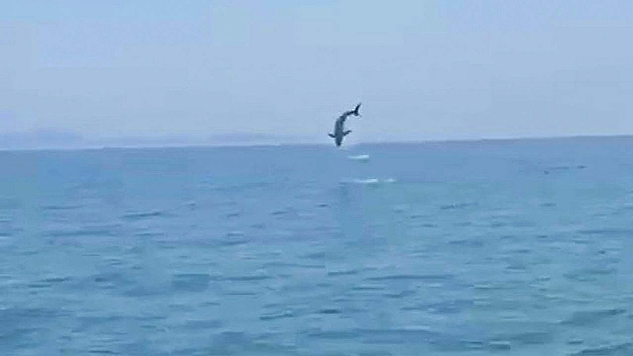 Endangered mako shark stuns watchers by repeatedly breaching in Russia