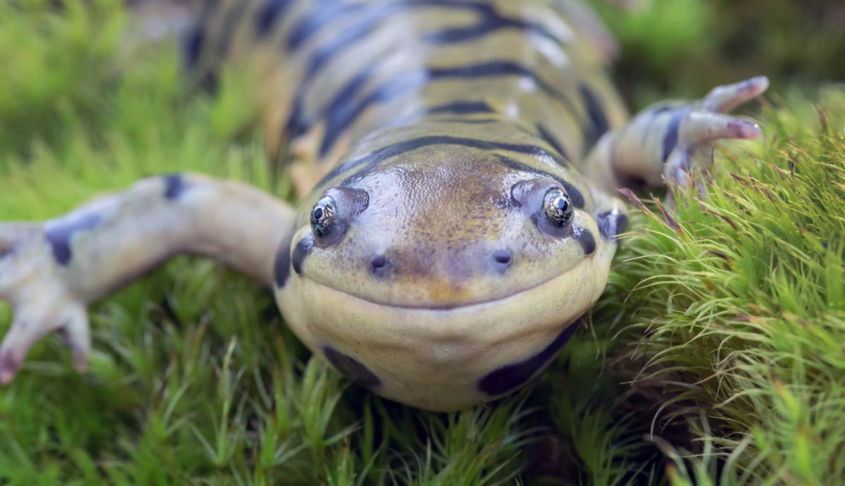 Are Salamanders Poisonous? Discovering the Truth About These Amphibians