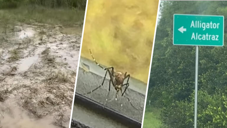 Where exactly is ‘Alligator Alcatraz' located in the Everglades?