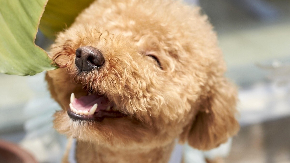 These are the smartest and easiest dog breeds to train