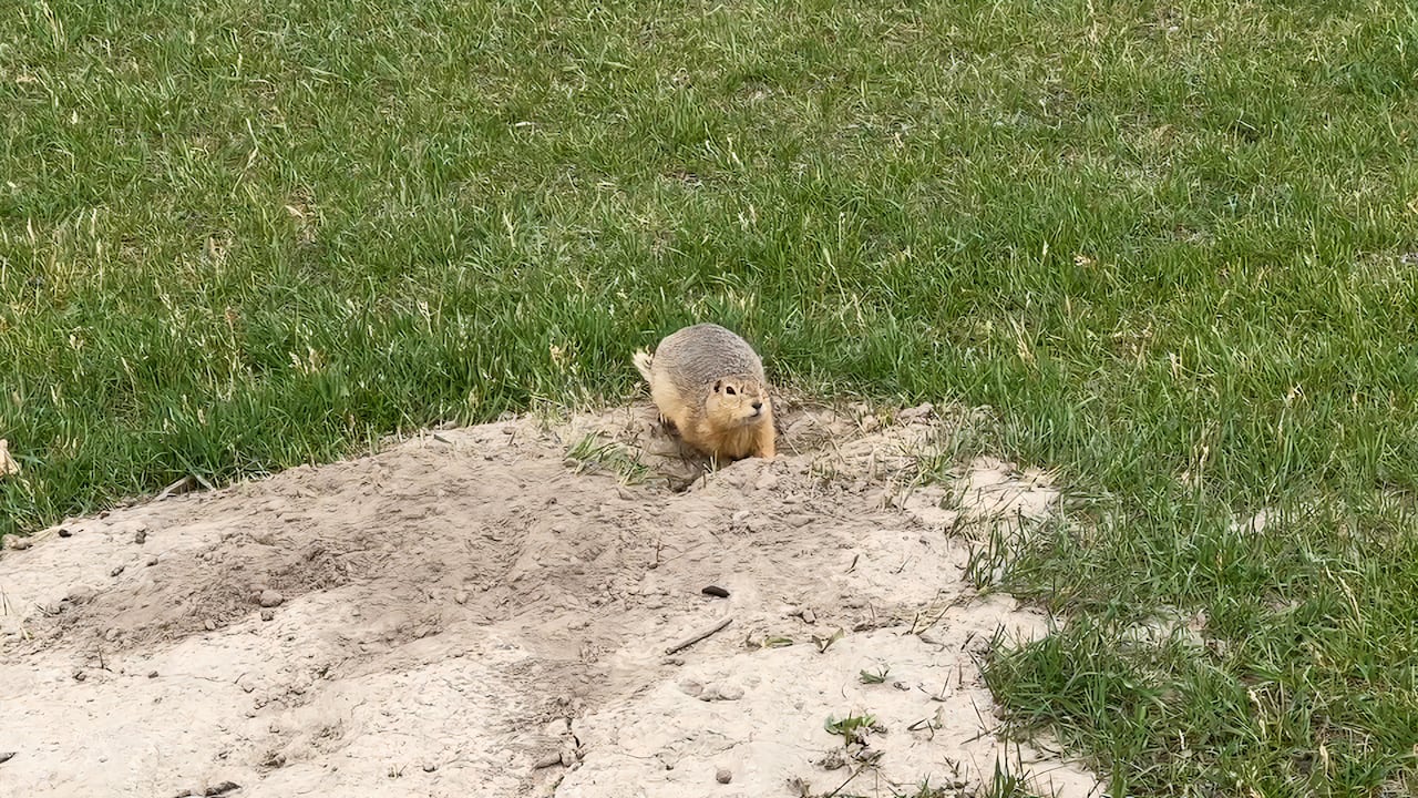 Province urges Ottawa to reverse gopher poison ban, calls rodents a ...