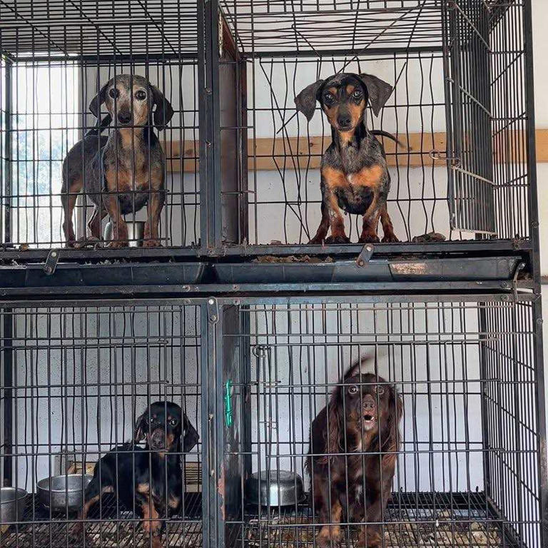 Sheriff condemns 'despicable' acts of parents as 42 dogs removed from ...