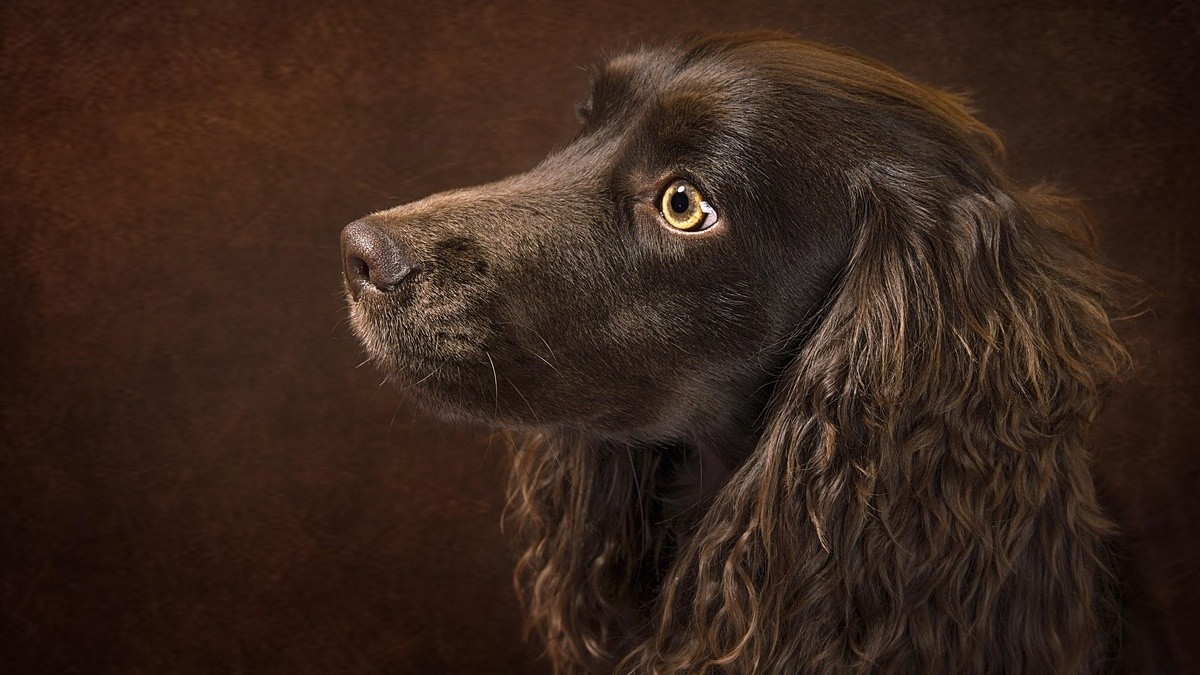 What dogs hate and love about humans: 10 keys to understanding them better
