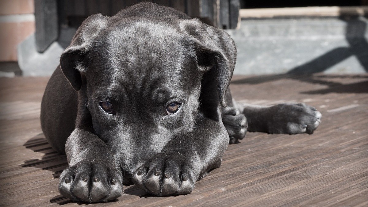 What dogs hate and love about humans: 10 keys to understanding them better