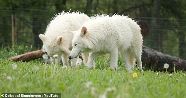 Dire wolves brought back from extinction have already doubled in size ...