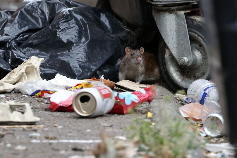 Shocking video shows rat-infested Newcastle back lane where children play