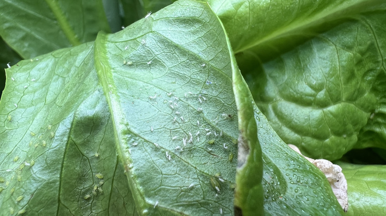 The Trick To Removing Aphids Off Your Plant Is Simply Soapy Water