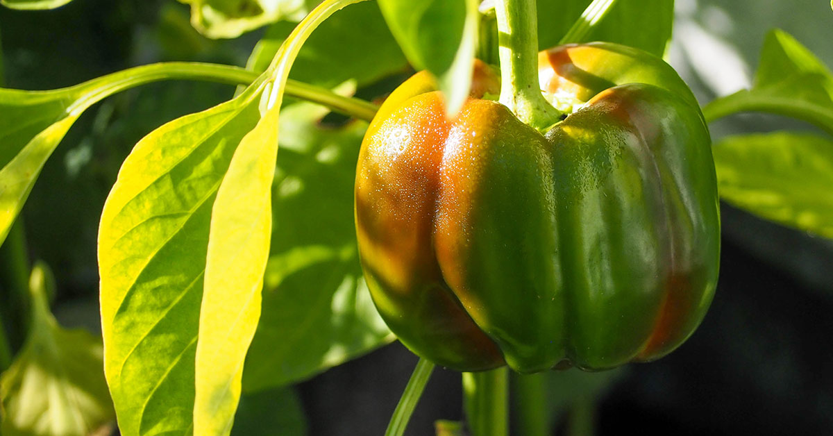 12 Gardening Tips For Growing Delicious Bell Peppers