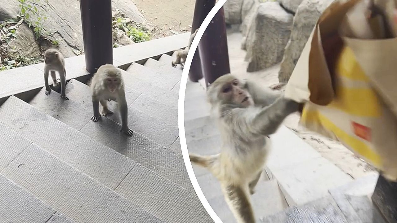 Cheeky monkey snatches tourist's Mcdonald's in China