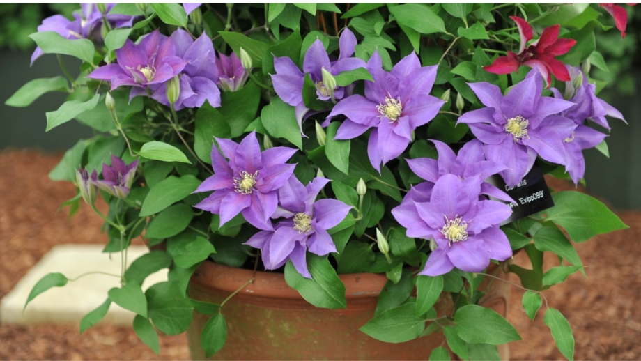 How to Grow Clematis in Pots and Containers