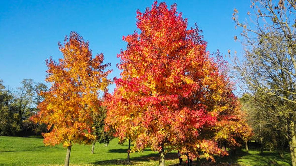Liquidambar formosana: características, cuidados y usos del ...