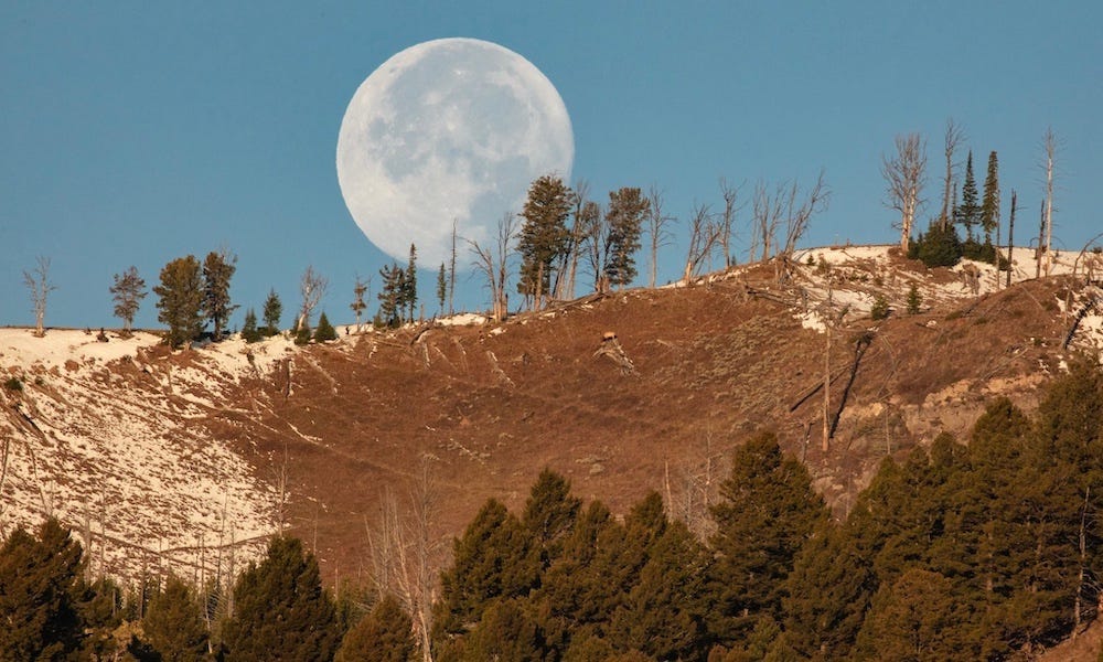 As moon sets over Yellowstone, can you spot the elk on the landscape?