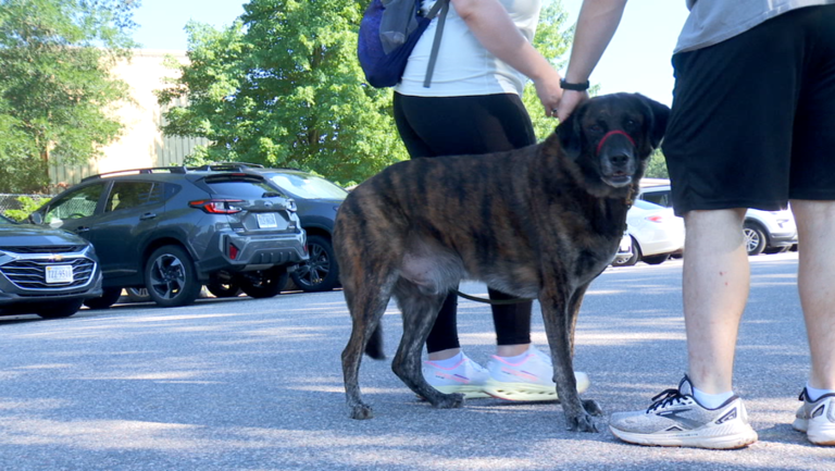 PHOTOS: 2nd annual Dog Walk to honor firefighter who died three years ago