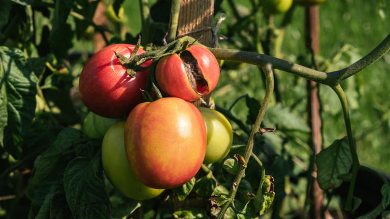 Avoid Split And Cracked Tomato Plants With One Genius Watering Tip