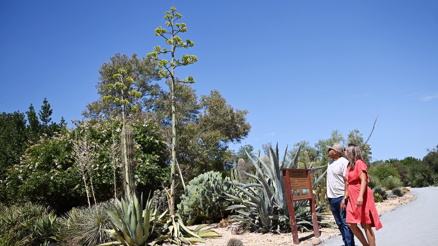 ‘Noble' agave plants in Fresno area reaching their death bloom with ...