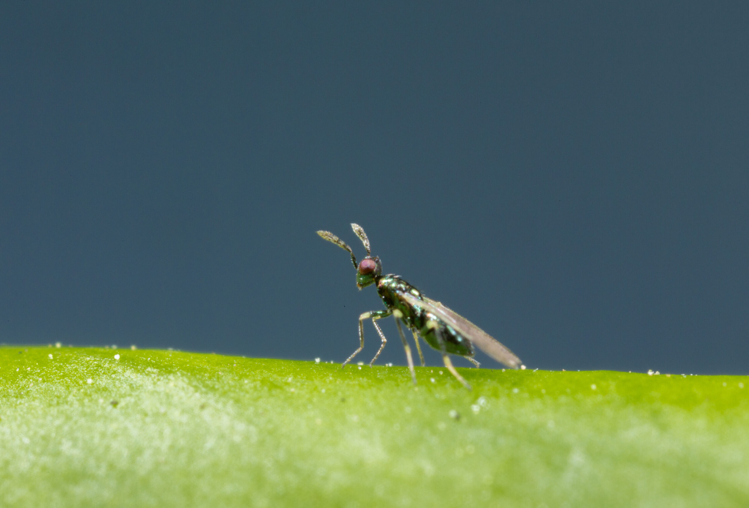 Diglyphus isaea: Características, ciclo de vida y cómo actúa en el ...