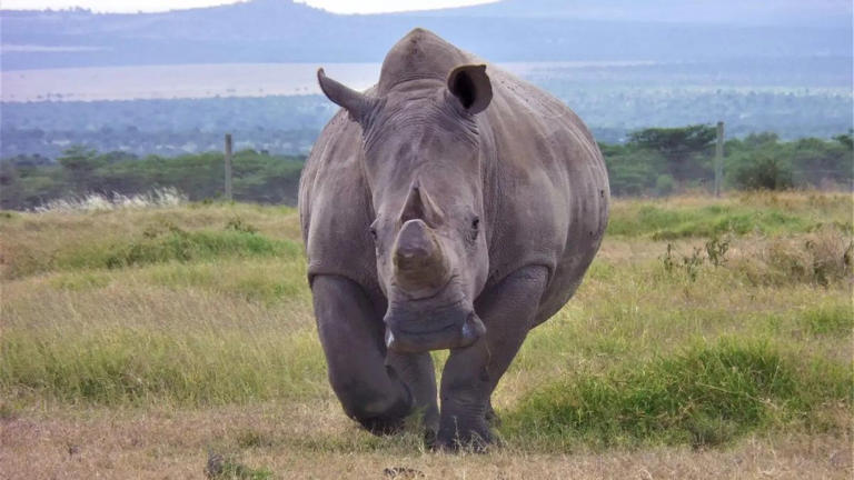 The northern white rhino is likely to be extinct in the wild. However ...