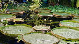 Lotus leaf masks are the new sun shield in China