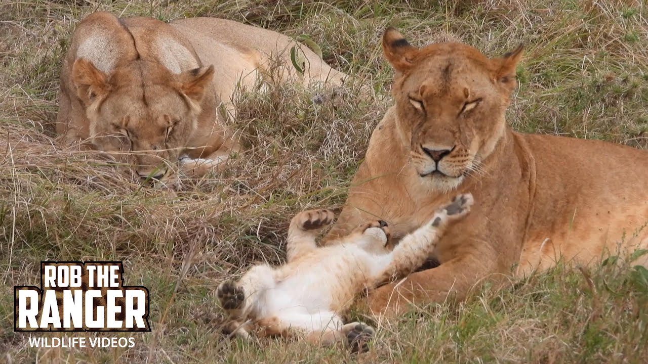 Sweet lion cub demands attention from playful siblings