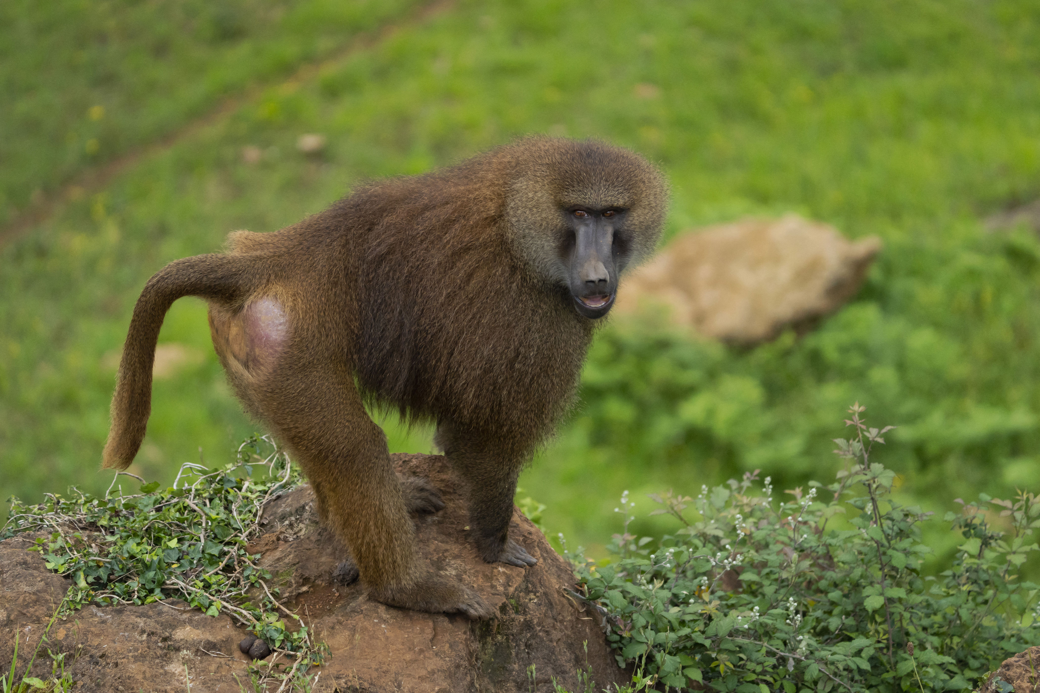Baboon killing sparks public outcry