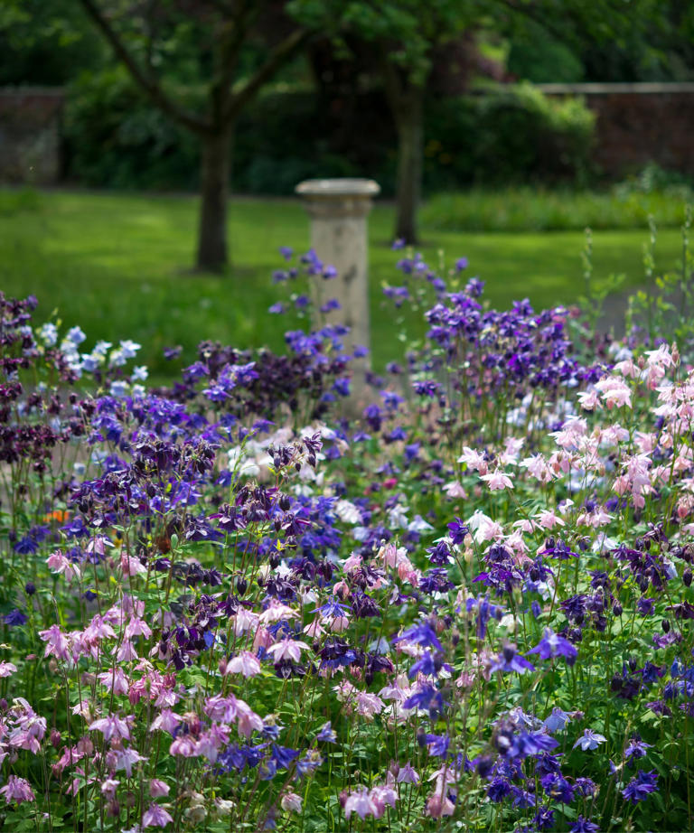Perennials to cut back in June – for a second flush of flowers that ...