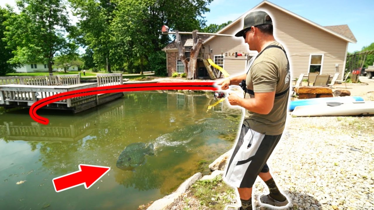 Backyard pond filled with trophy-sized fish surprises all