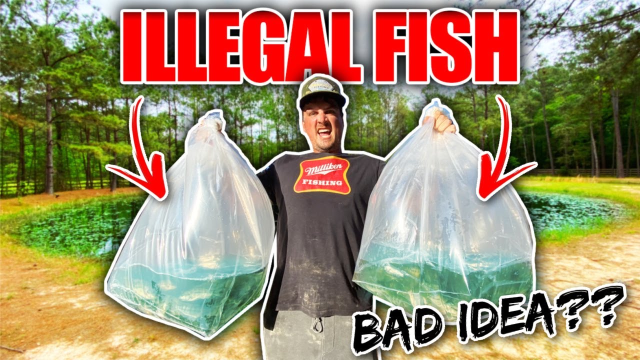 Stocking 500 illegal exotic fish into backyard pond