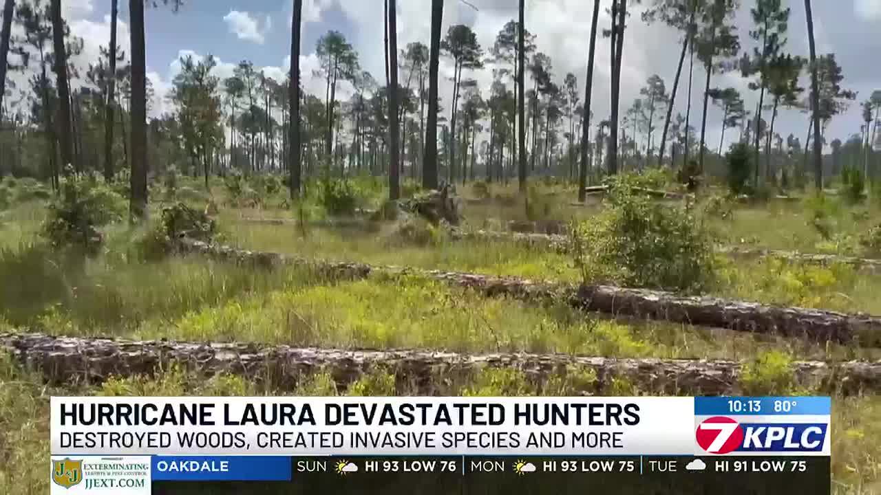 Hurricane Laura still affecting hunters today due to tree debris ...