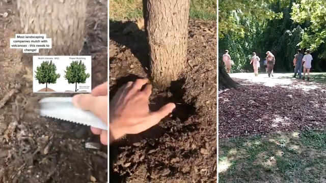 Landscaper issues warning over common landscaping mistake with harmful ...