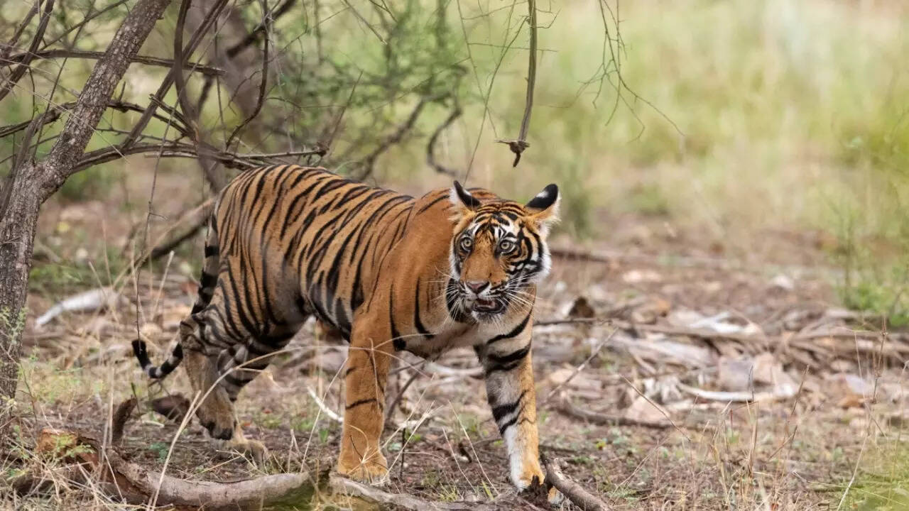 5-year-old Tiger 'Bajirao' rescued from MP forest