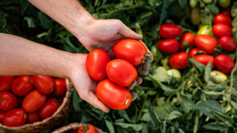 Avoid Split And Cracked Tomato Plants With One Genius Watering Tip