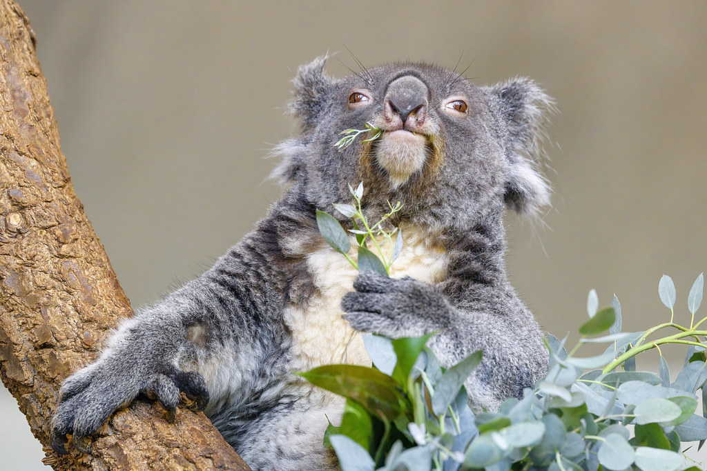 Koala Guts and the Microbes That Let Them Eat Poisonous Leaves