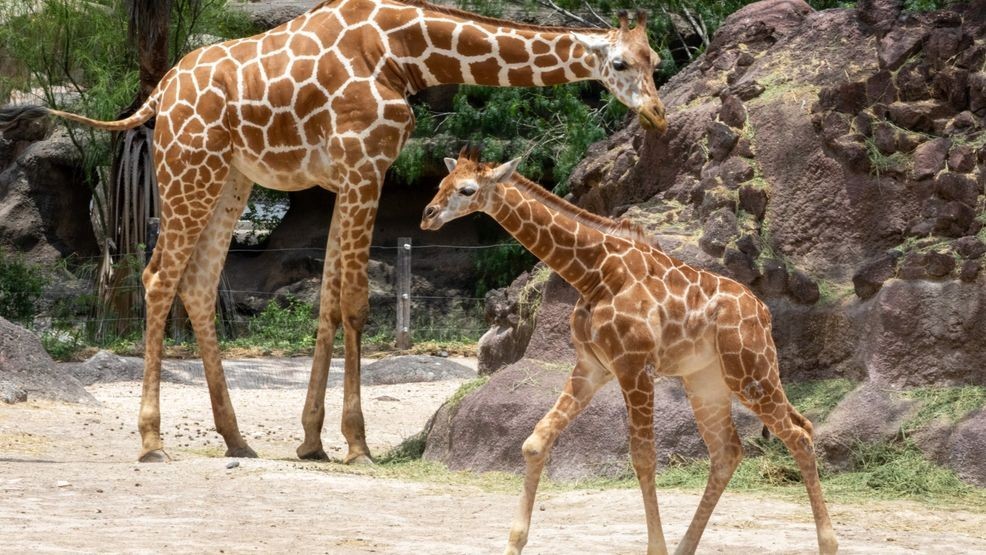 Rocket the space giraffe's new calf debut aligns with book launch at ...