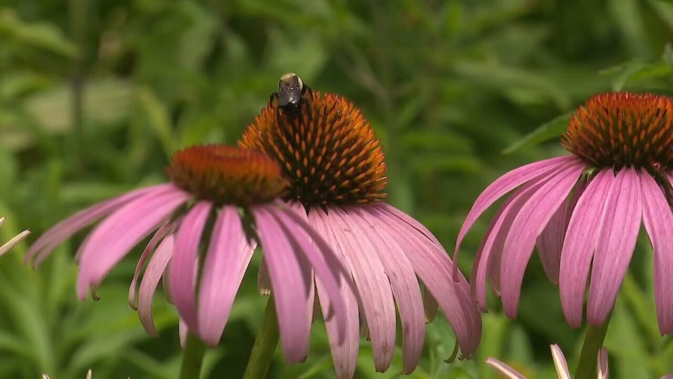 Arborist shares recommendations for protecting bees, pollinators in ...