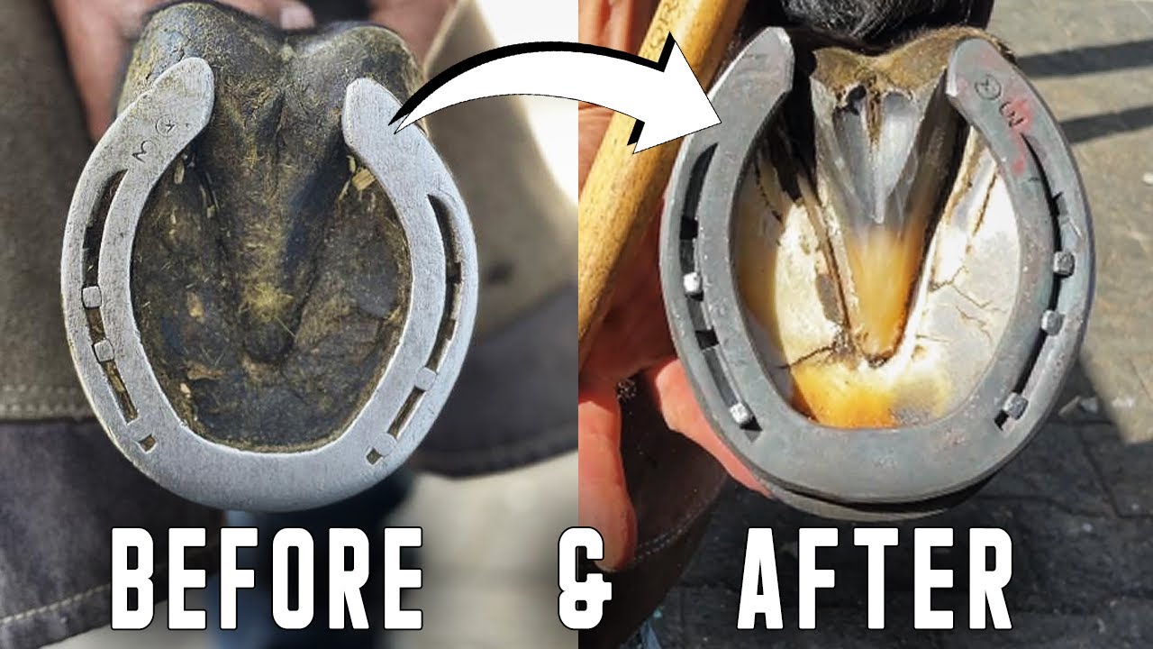 I’m amazed by this hoof transformation! 🐴