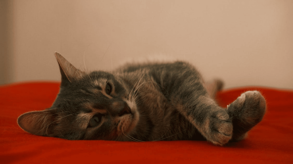 What is the 3-3-3 rule for cats and why is it important?