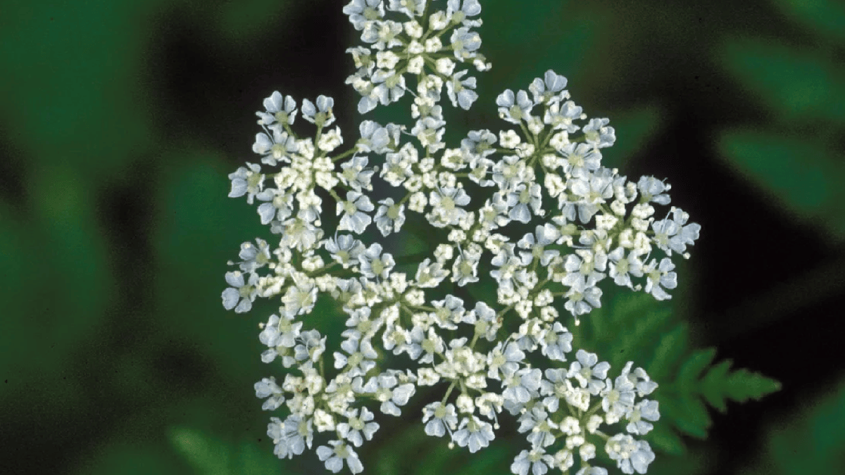 Don't Touch That!: North America's Most Dangerous Plants (and 10 More ...