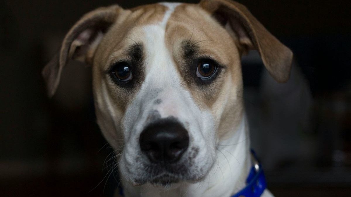 8 most common diseases that threaten dogs