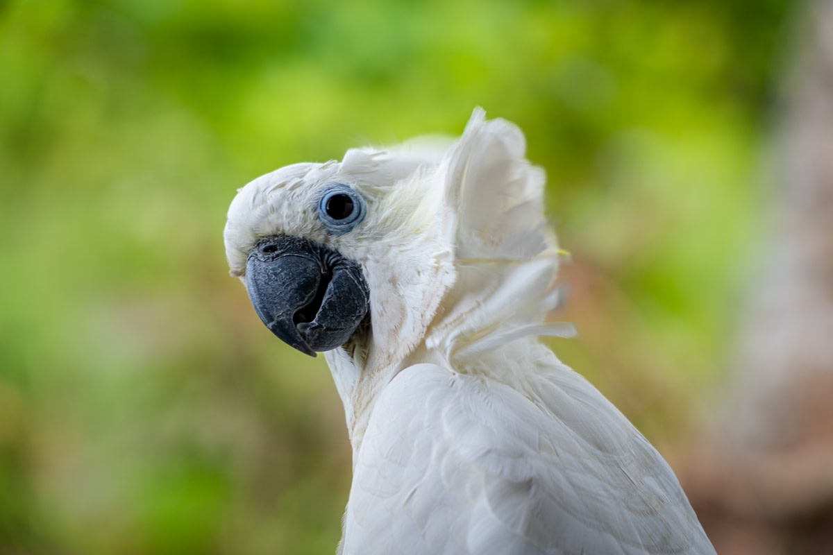 Cockatoo Starts an Impromptu Dance Party and Everyone Wants to Join