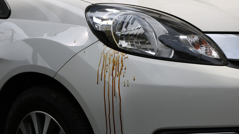 What's The Best Way To Remove Tree Sap From Your Car?