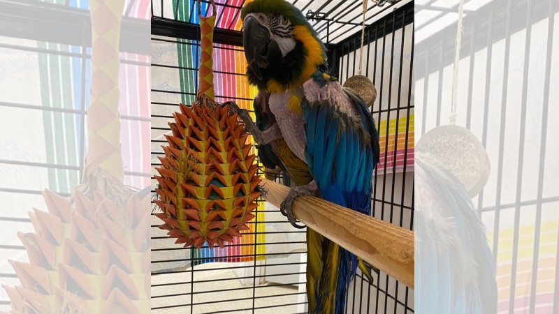 Potty-mouthed ‘Samuel L. Jackson’ parrot up for adoption in Massachusetts