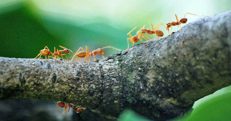10 Incredible Facts About Ants