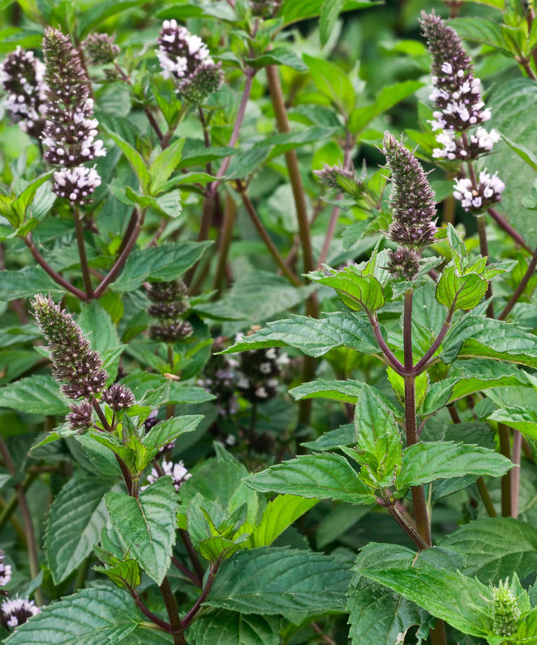 I’ve discovered a fresh herb that squirrels hate, but you will adore ...