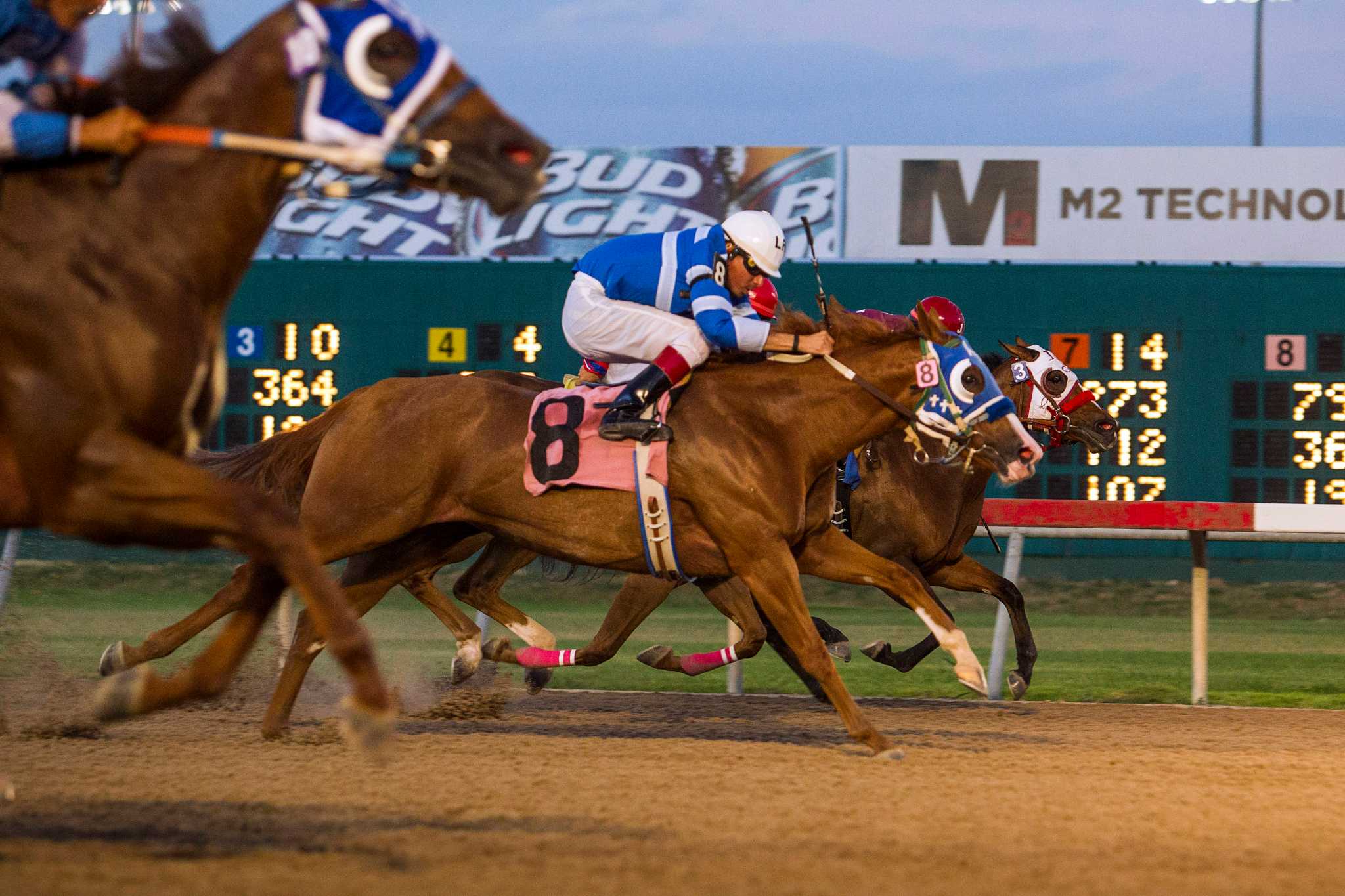 Ostrich, camel races to take over iconic Texas racetrack for 30th ...
