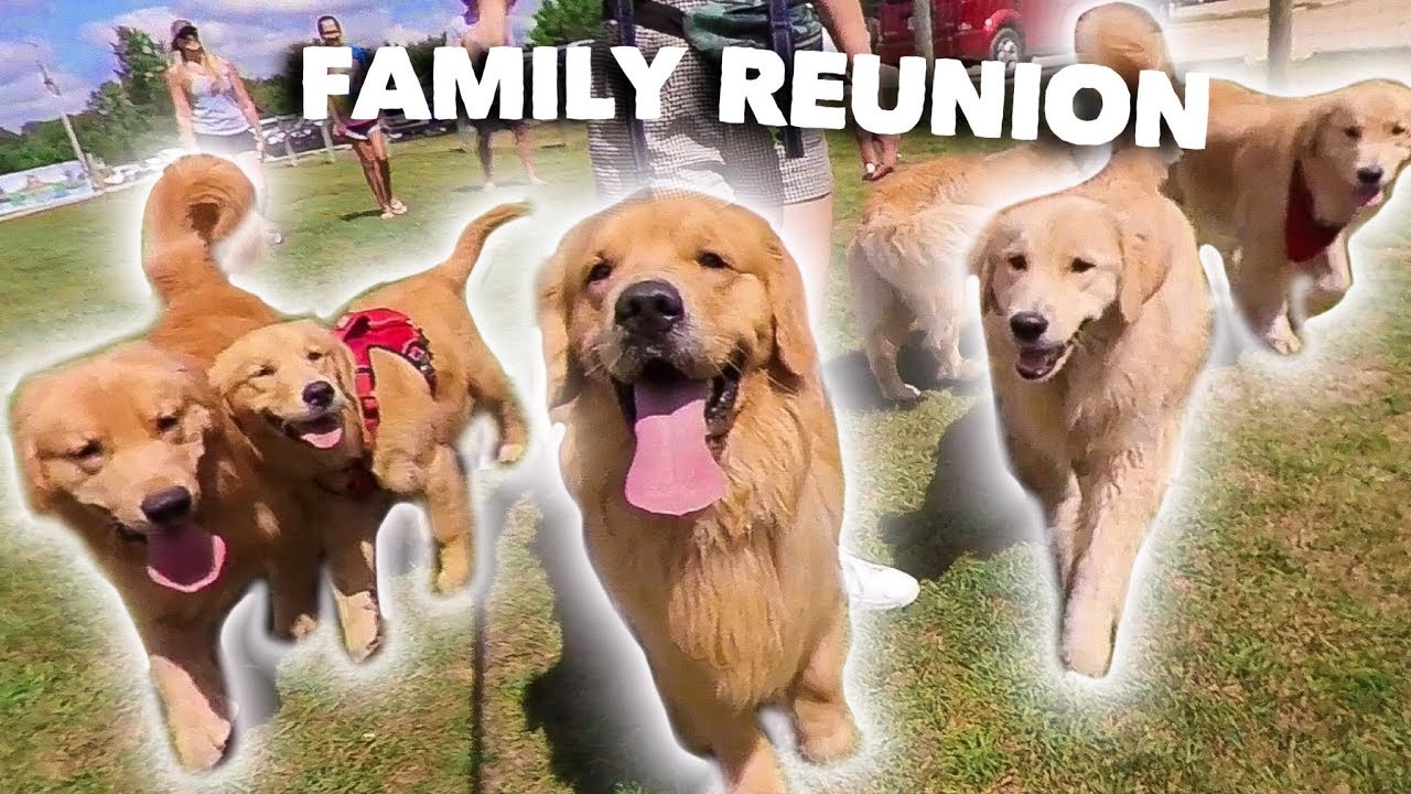 Cute Golden Retriever Family Reunion Party – Tucker Meets His Relatives!